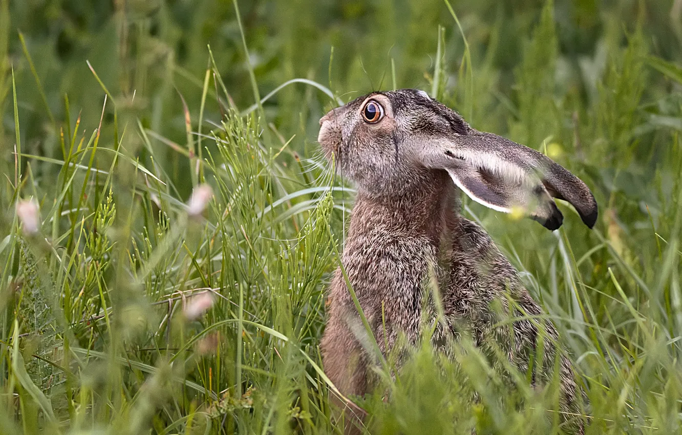 Wallpaper rabbit, look, alert for mobile and desktop, section животные ...