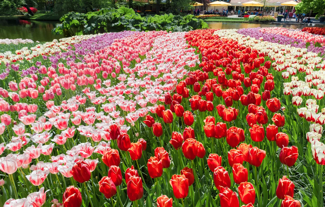 Wallpaper flowers, Park, spring, tulips, red, pink, flowerbed, pond for ...