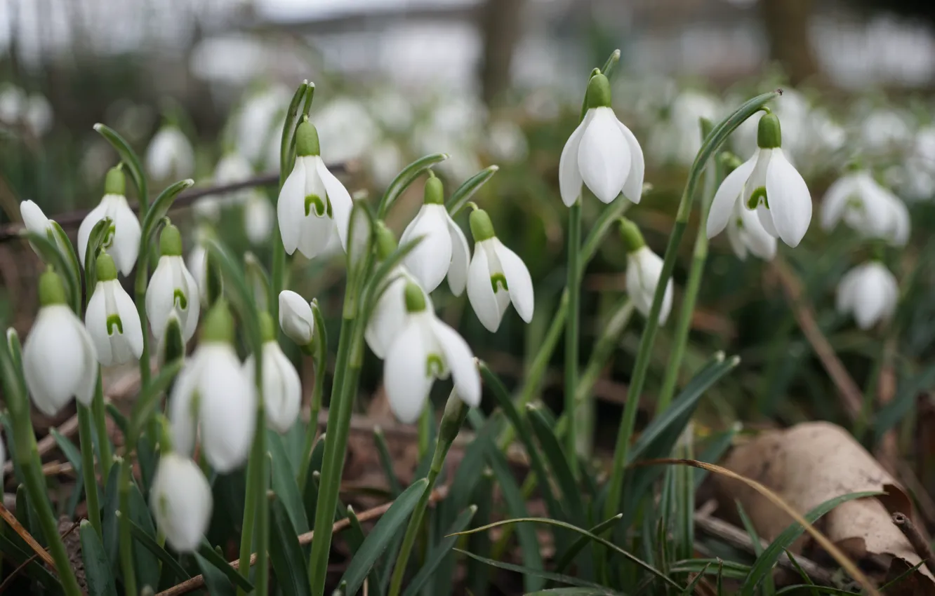 Wallpaper flowers, glade, spring, snowdrops, white, buds, primroses, bokeh for mobile and ...