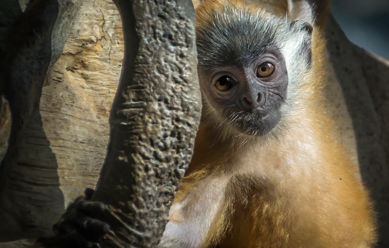 Wallpaper trees, monkey, cub, Wallpaper from lolita777, langur for ...