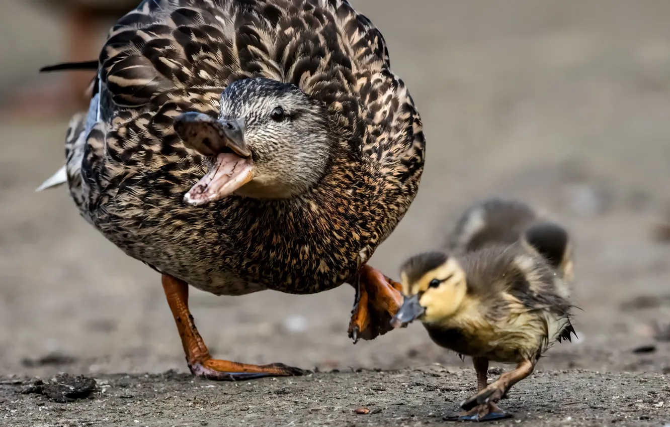 Wallpaper birds, duck, Momma goes quackers for mobile and desktop ...