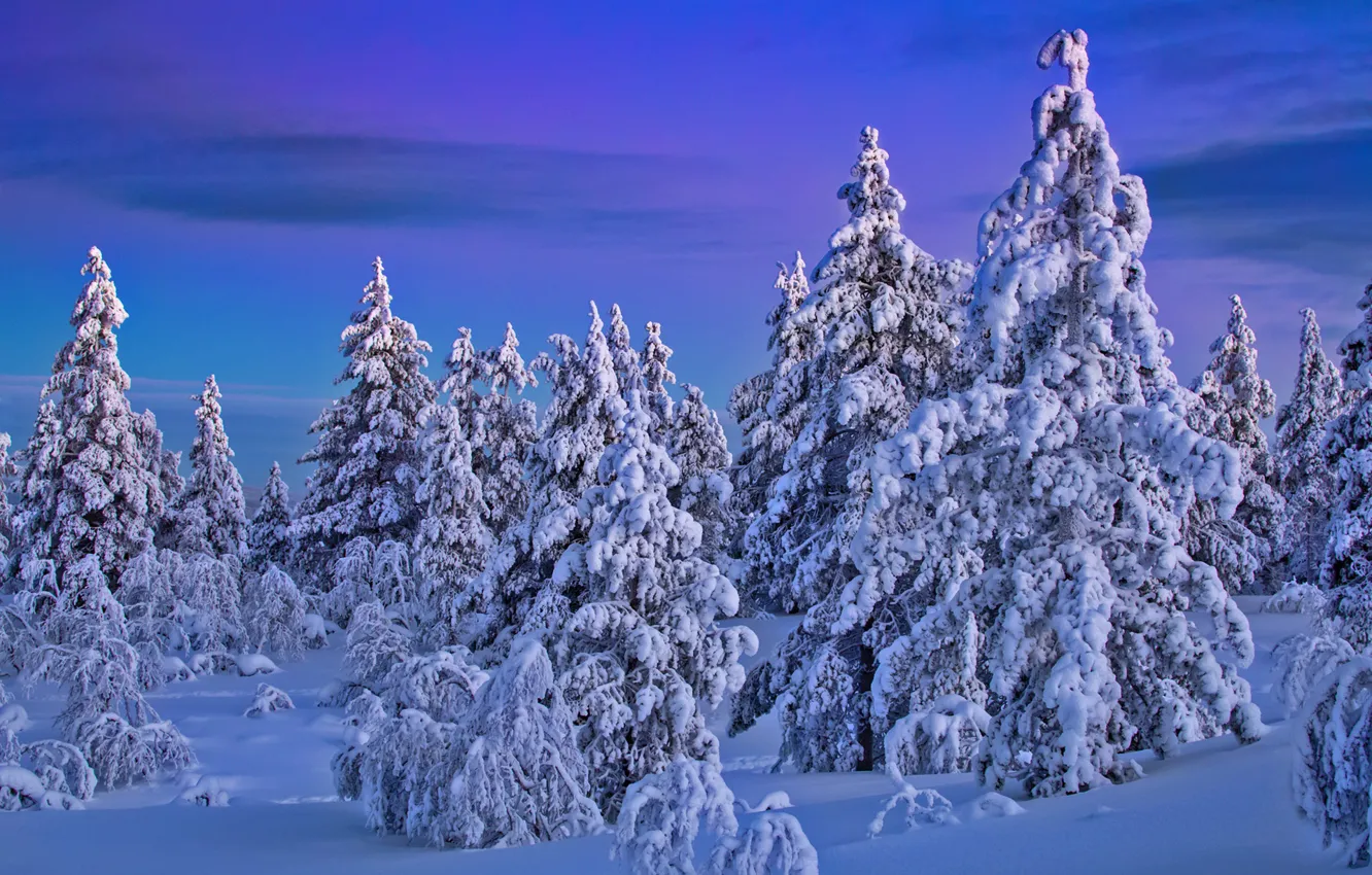 Wallpaper winter, forest, snow, ate, Finland, Finland, Lapland, Lapland ...