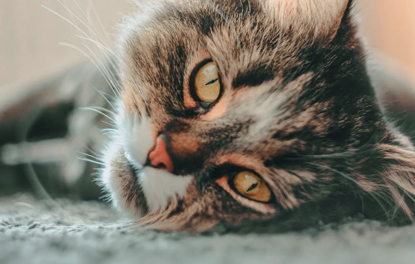 Wallpaper cat, cat, look, face, portrait, lies, bokeh, spotted for ...