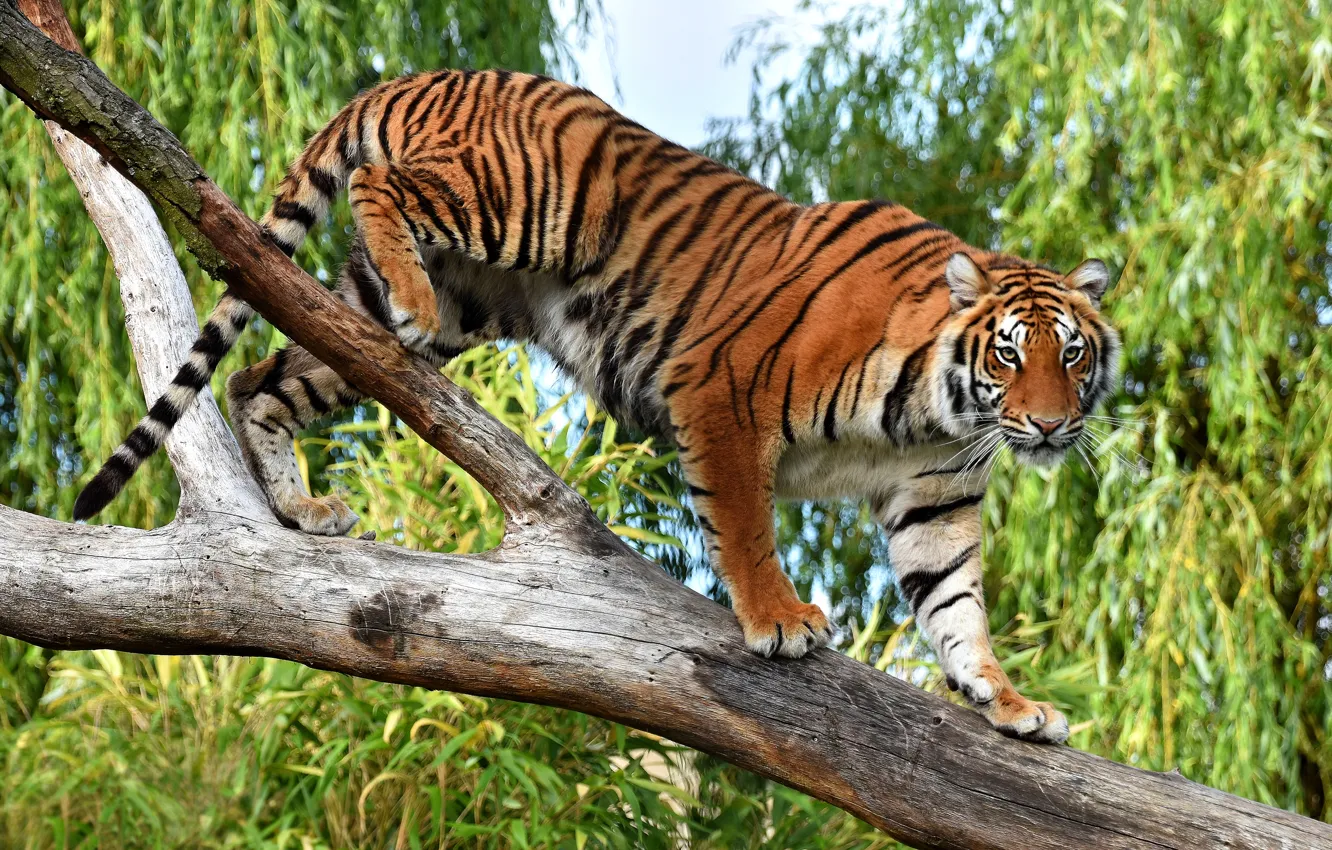 Wallpaper look, nature, tiger, pose, tree, foliage for mobile and ...
