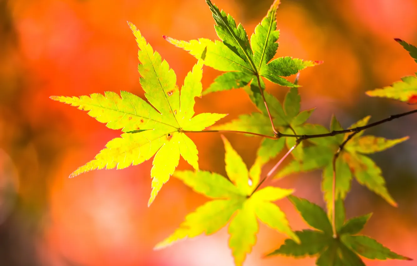 Wallpaper greens, leaves, background for mobile and desktop, section ...