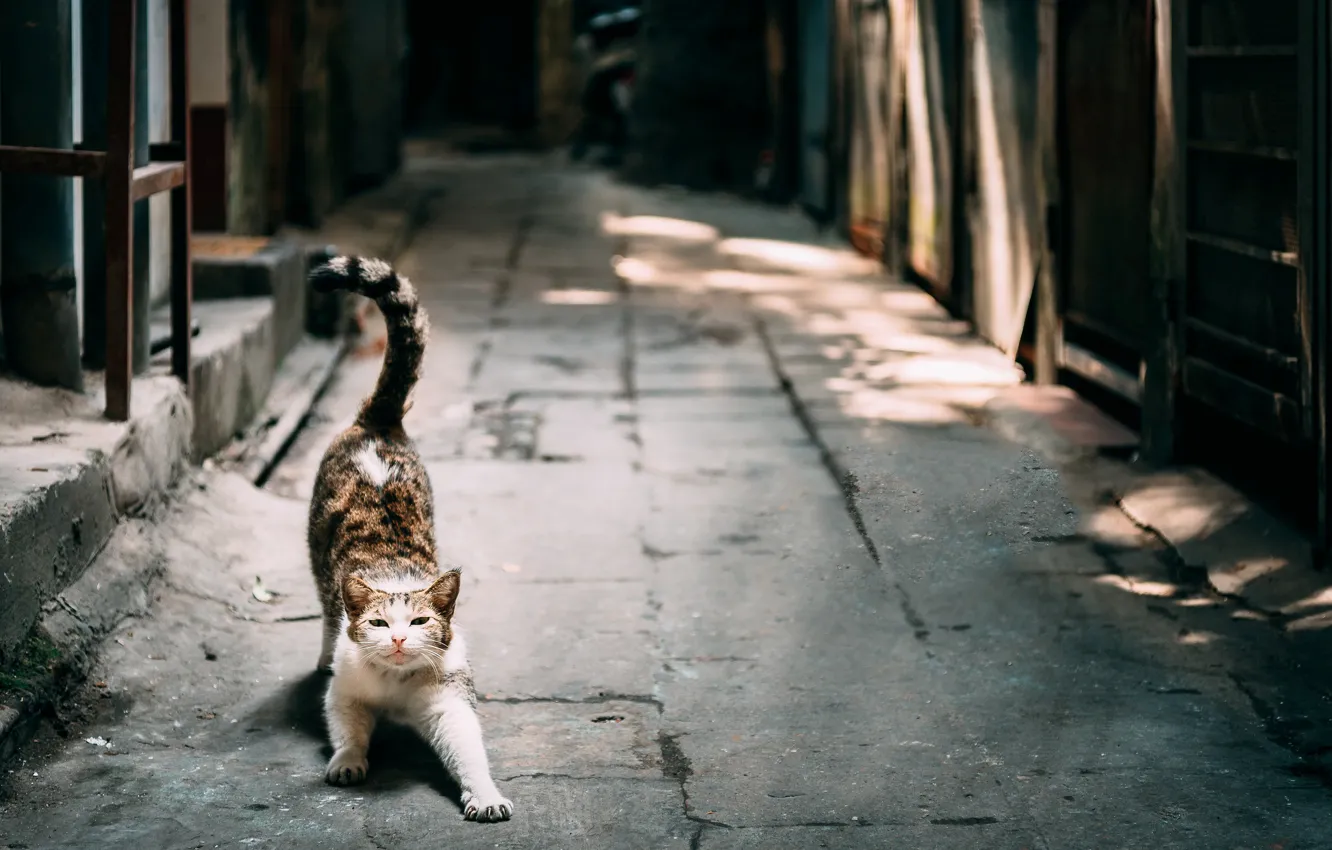 Wallpaper cat, cat, street, stretching images for desktop, section ...