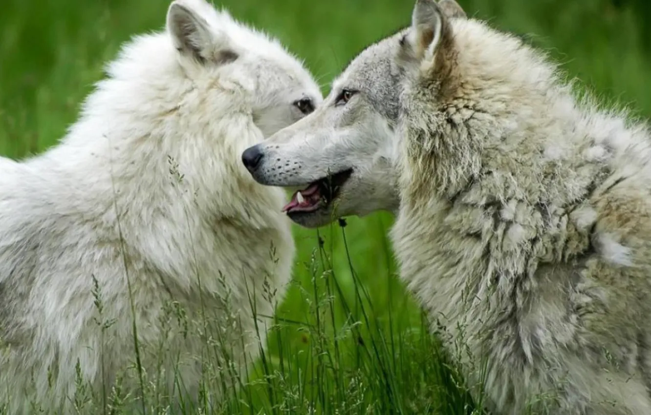 Wallpaper nature, predator, animal, wolf, wildlife, portrait, Friends ...