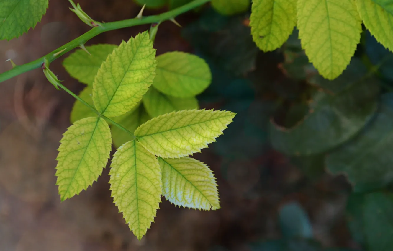Wallpaper nature, earth, branch, garden, stem, spikes, the leaves of ...
