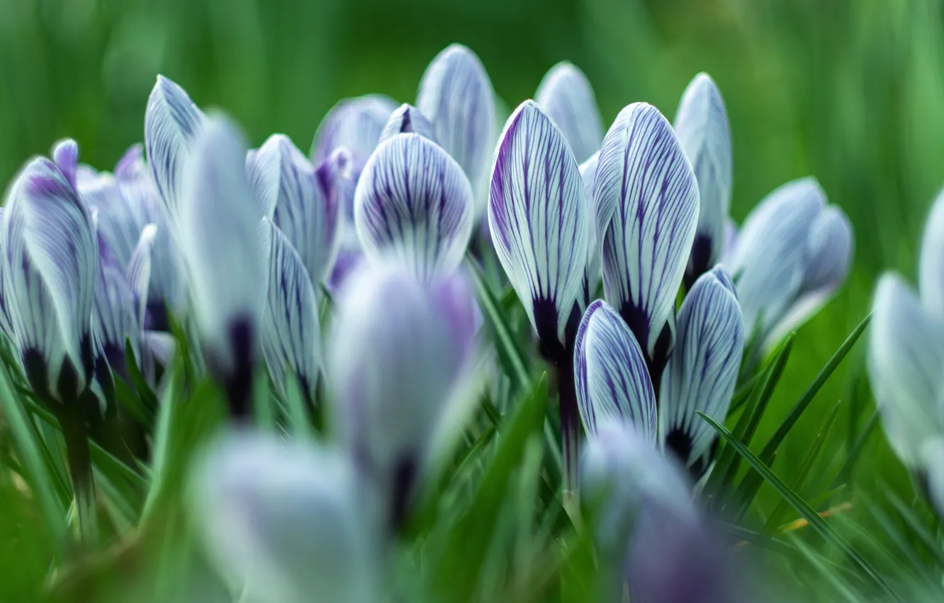 Wallpaper blur, blue, crocuses, a lot, lilac, striped for mobile and ...