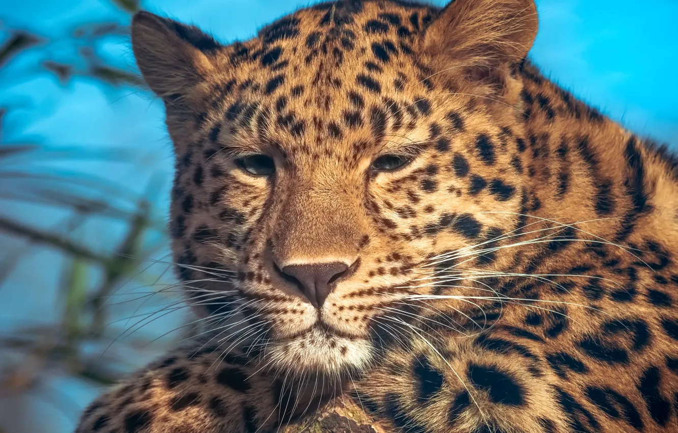 Wallpaper portrait, spot, leopard images for desktop, section кошки ...