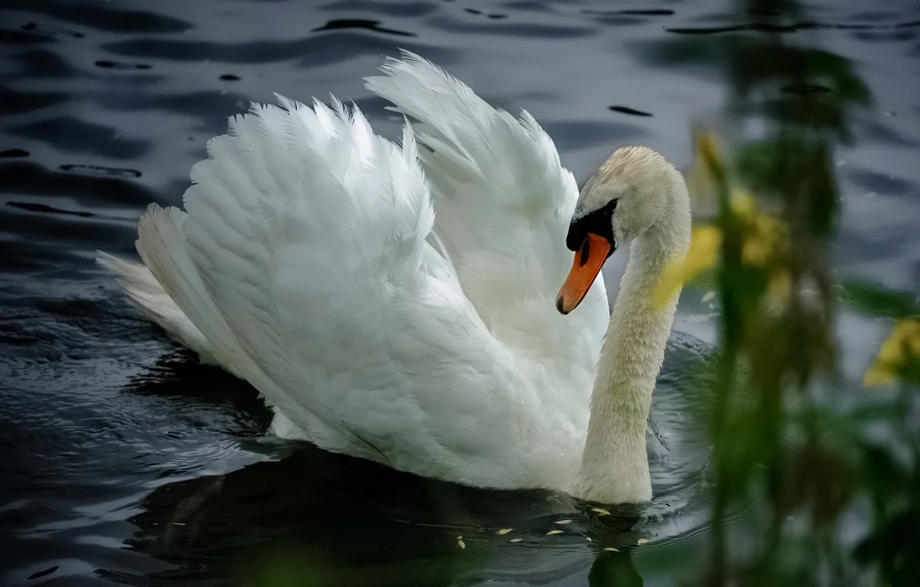 Wallpaper white, bird, swans, pond, swimming for mobile and desktop, section животные ...