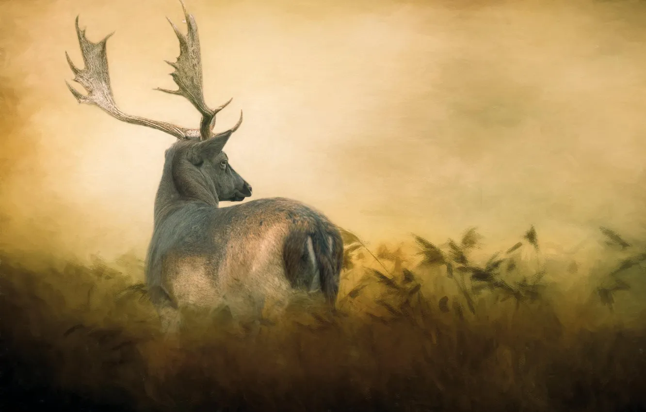 Wallpaper field, background, treatment, plants, deer, horns, rear view ...