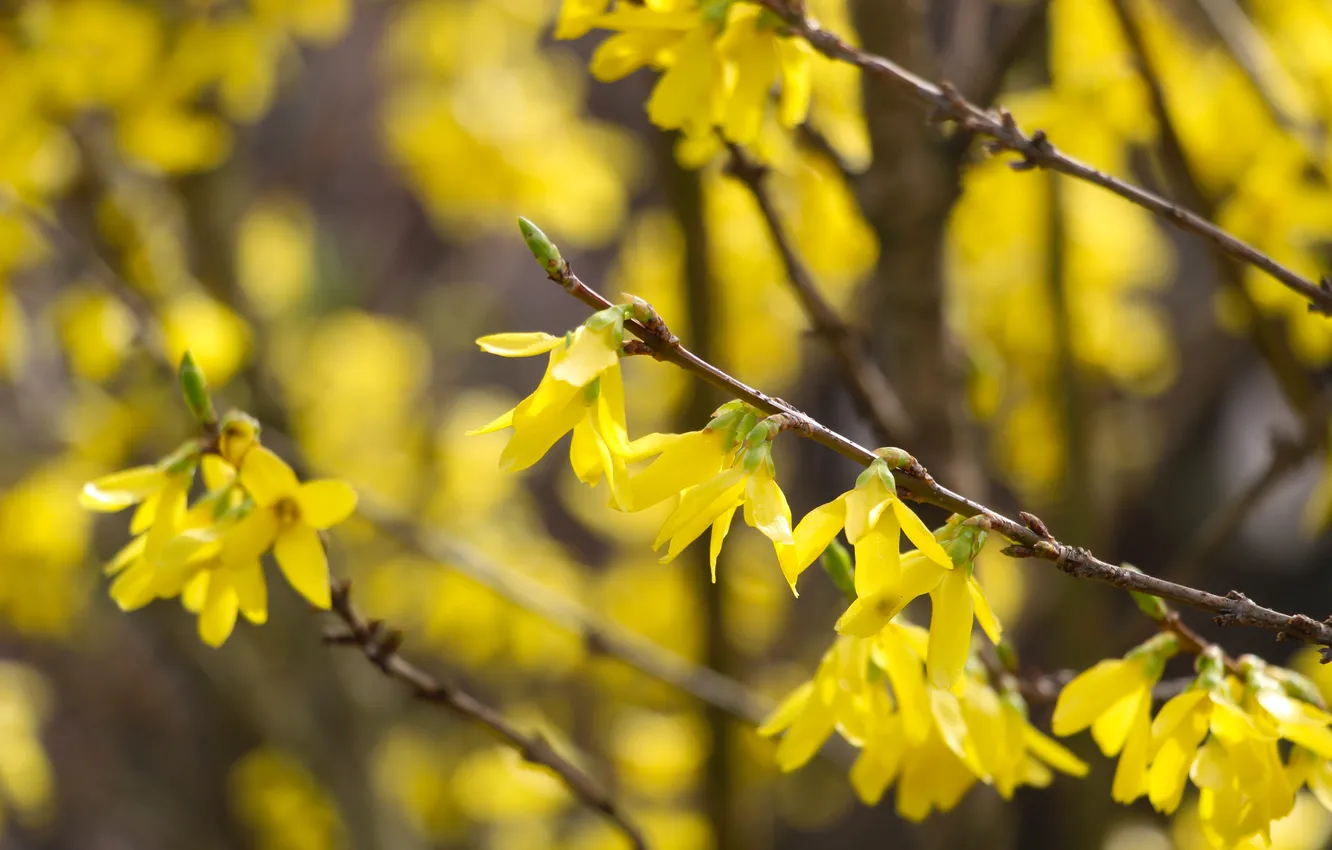 Wallpaper flower, spring, twig for mobile and desktop, section природа ...