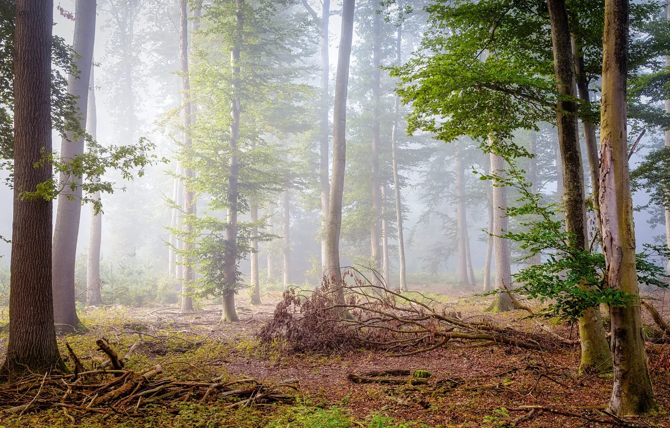 Wallpaper forest, light, trees, branches, nature, fog, branch, trunks ...