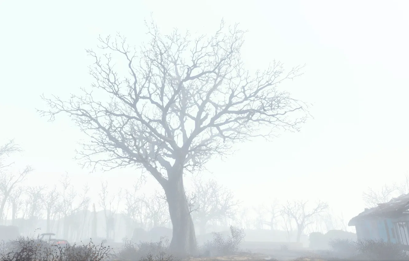 Wallpaper fallout, tree, fallout 4 images for desktop, section игры ...