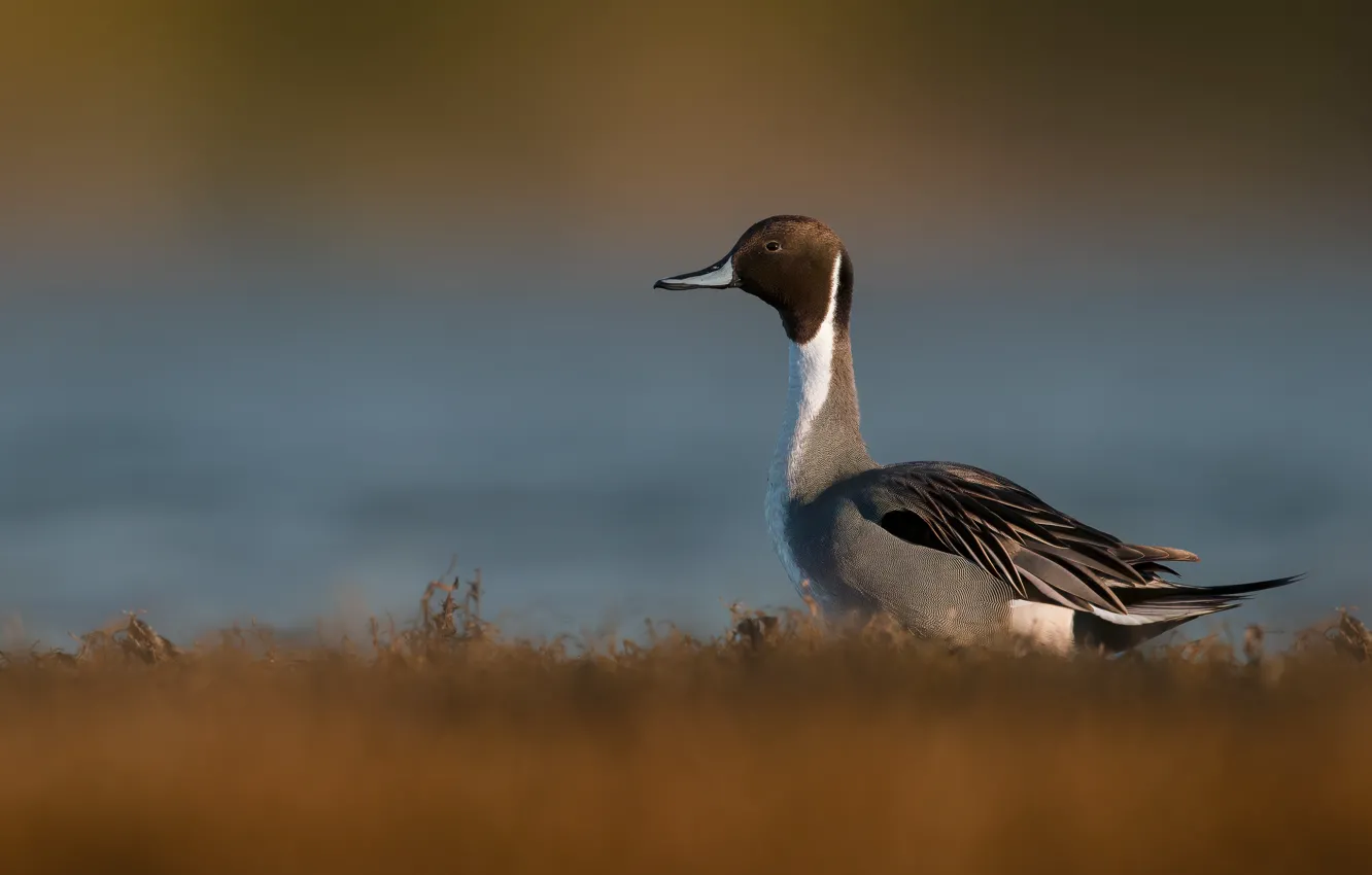 Wallpaper bird, shore, duck, pond, Pintail for mobile and desktop ...