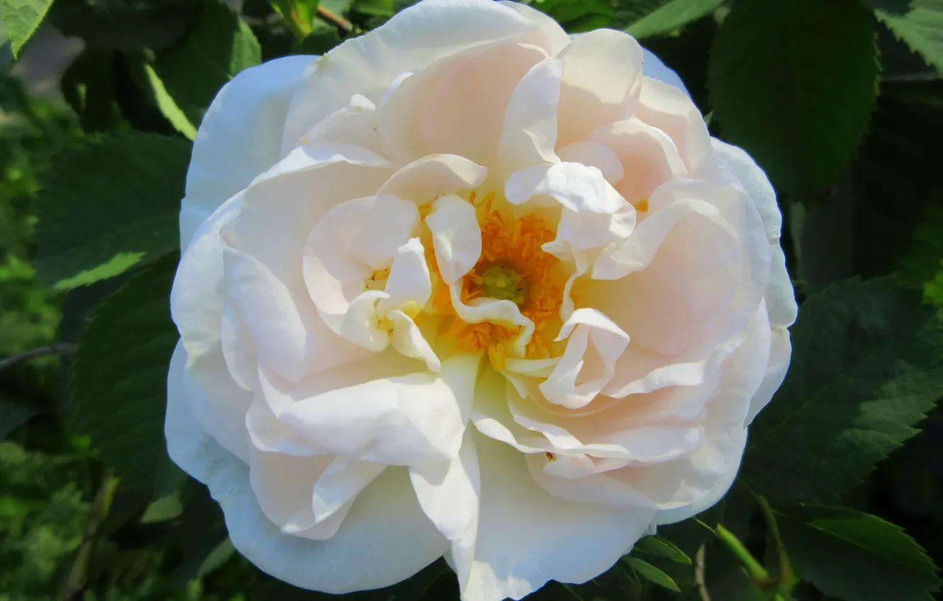 Wallpaper flower, tenderness, rose, cream, spring 2018, Meduzanol © for ...