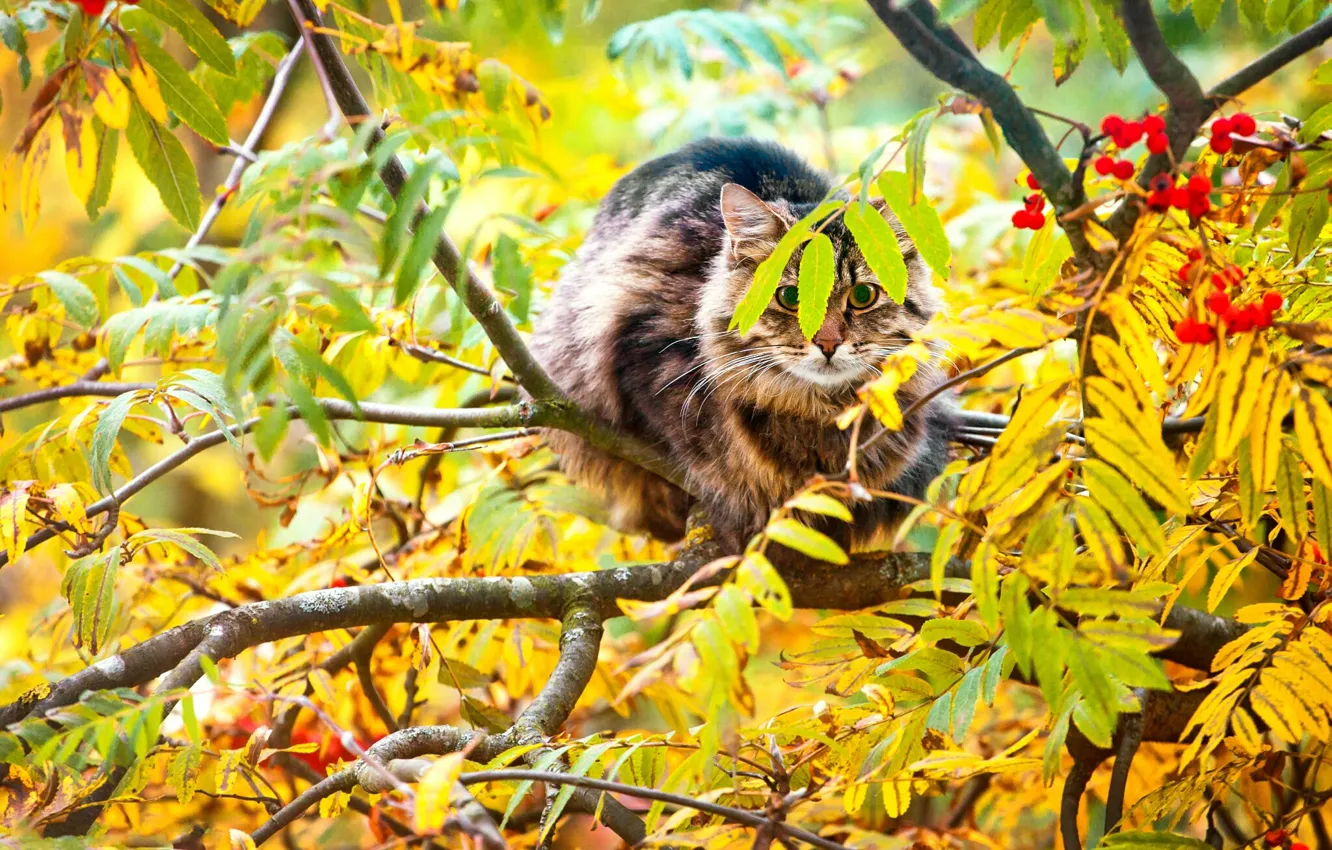 Wallpaper on the branch, Rowan, fluffy cat for mobile and desktop ...