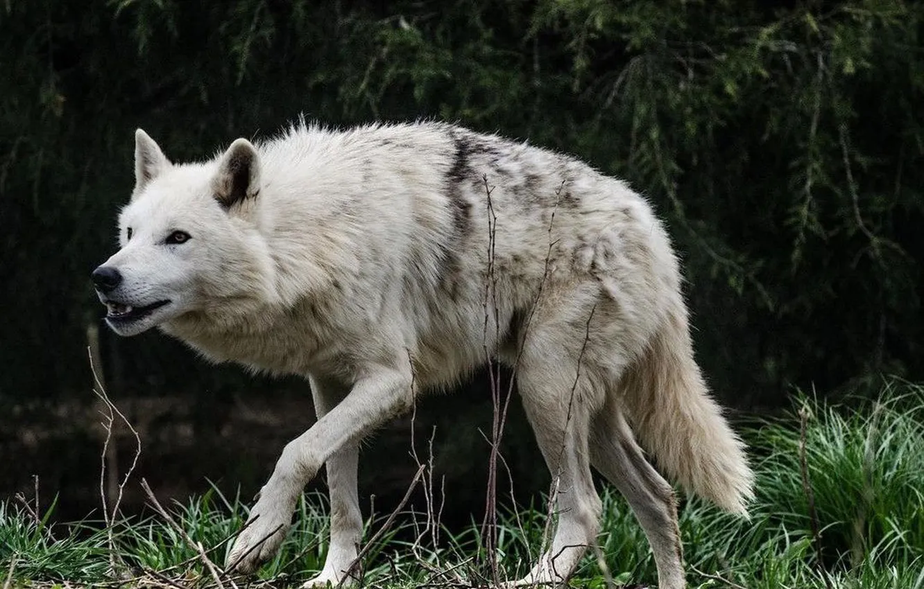 Wallpaper fantasy, nature, art, snow, predator, face, animal, wolf for ...