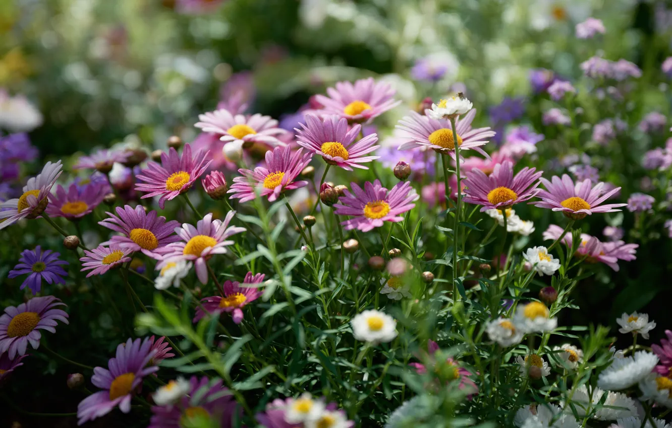 Wallpaper flowers, pink, flowerbed, feverfew for mobile and desktop ...