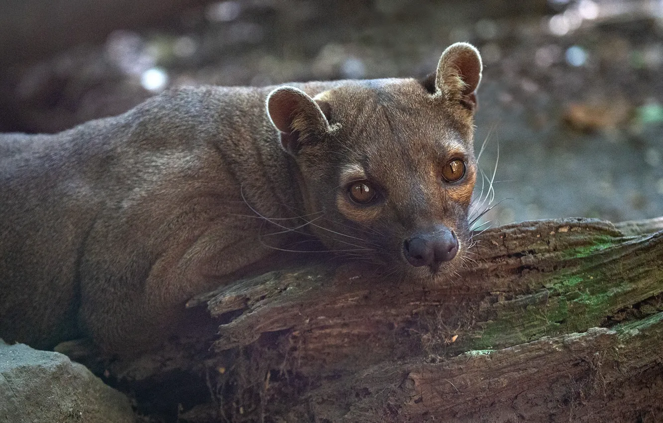 Wallpaper look, face, portrait, lies, fossa for mobile and desktop ...