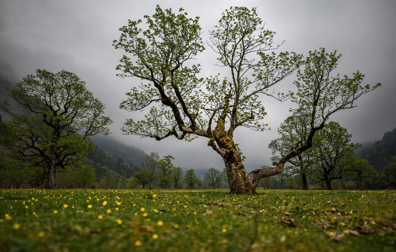 Wallpaper trees, flowers, mountains, nature, overcast, dandelion ...