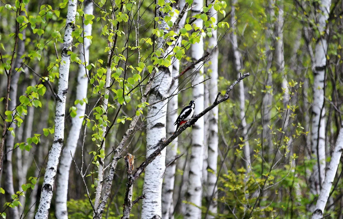 Wallpaper summer, nature, bird, birch for mobile and desktop, section ...
