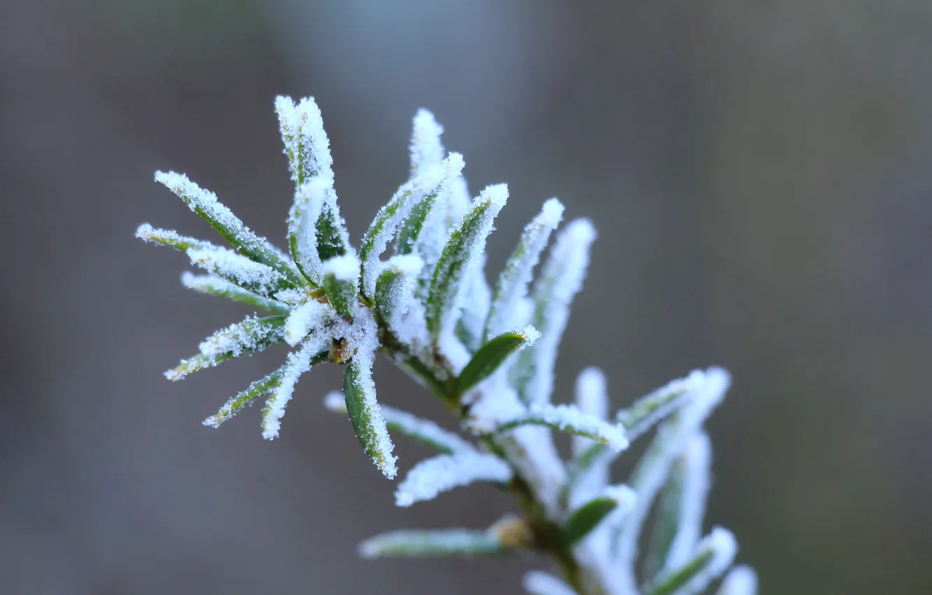 Wallpaper winter, twig, hoarfrost for mobile and desktop, section ...