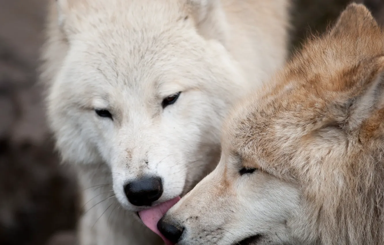 Wallpaper love, kiss, pair, wolf, predators, two white and brown wolves ...