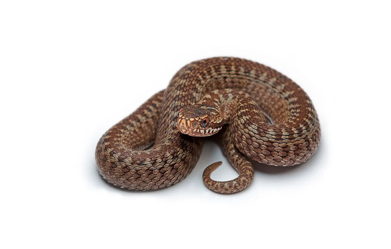 Wallpaper animals, reptiles, studio shot, one animal, brown and gray ...