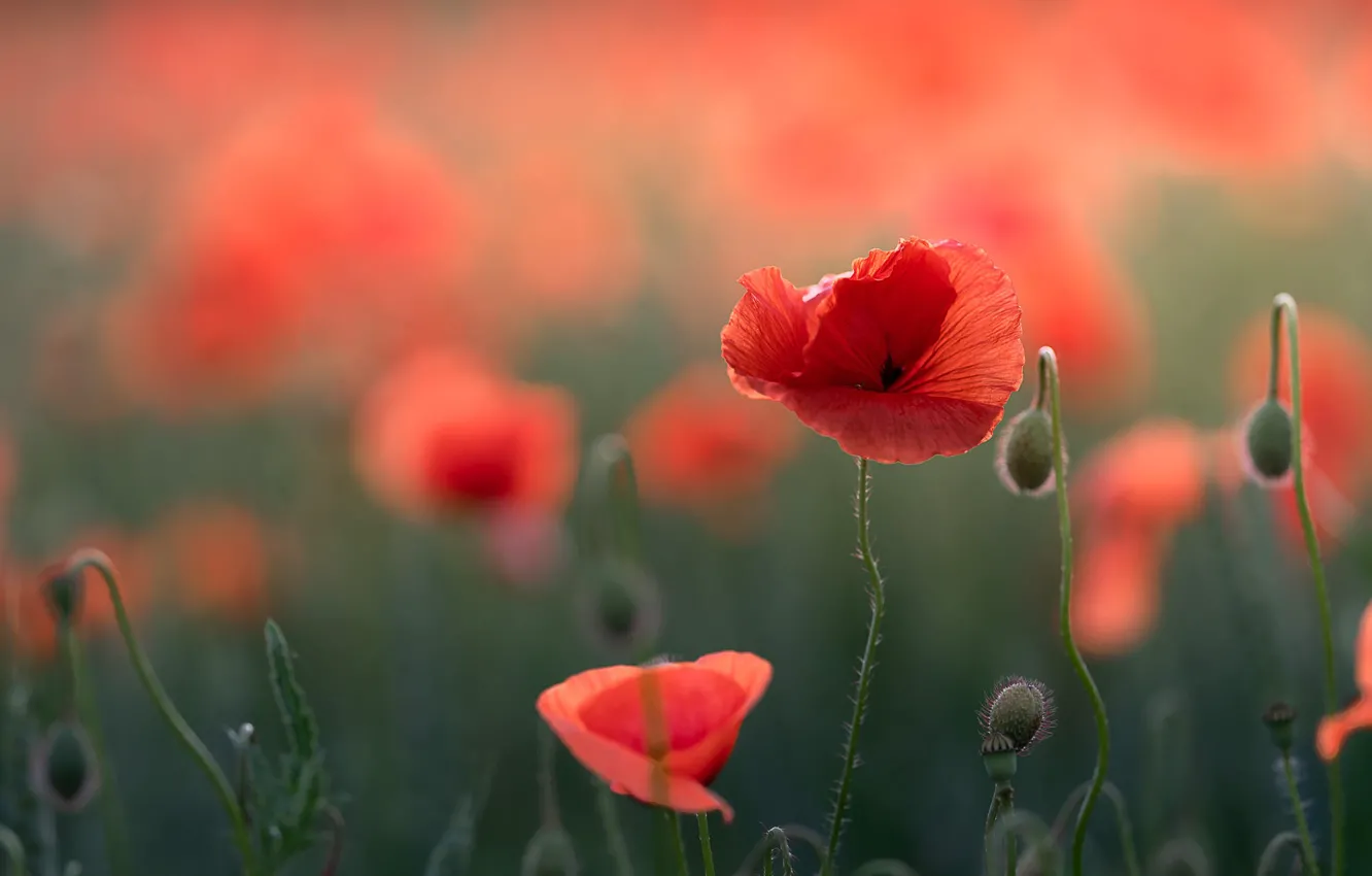Wallpaper summer, flowers, red, Maki, bokeh, blurred background for ...