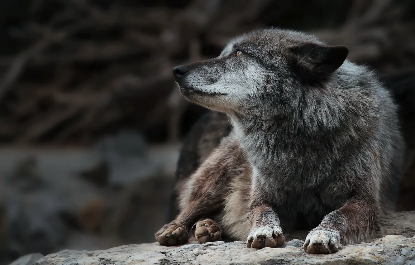 Wallpaper nature, wolf, beast for mobile and desktop, section животные ...