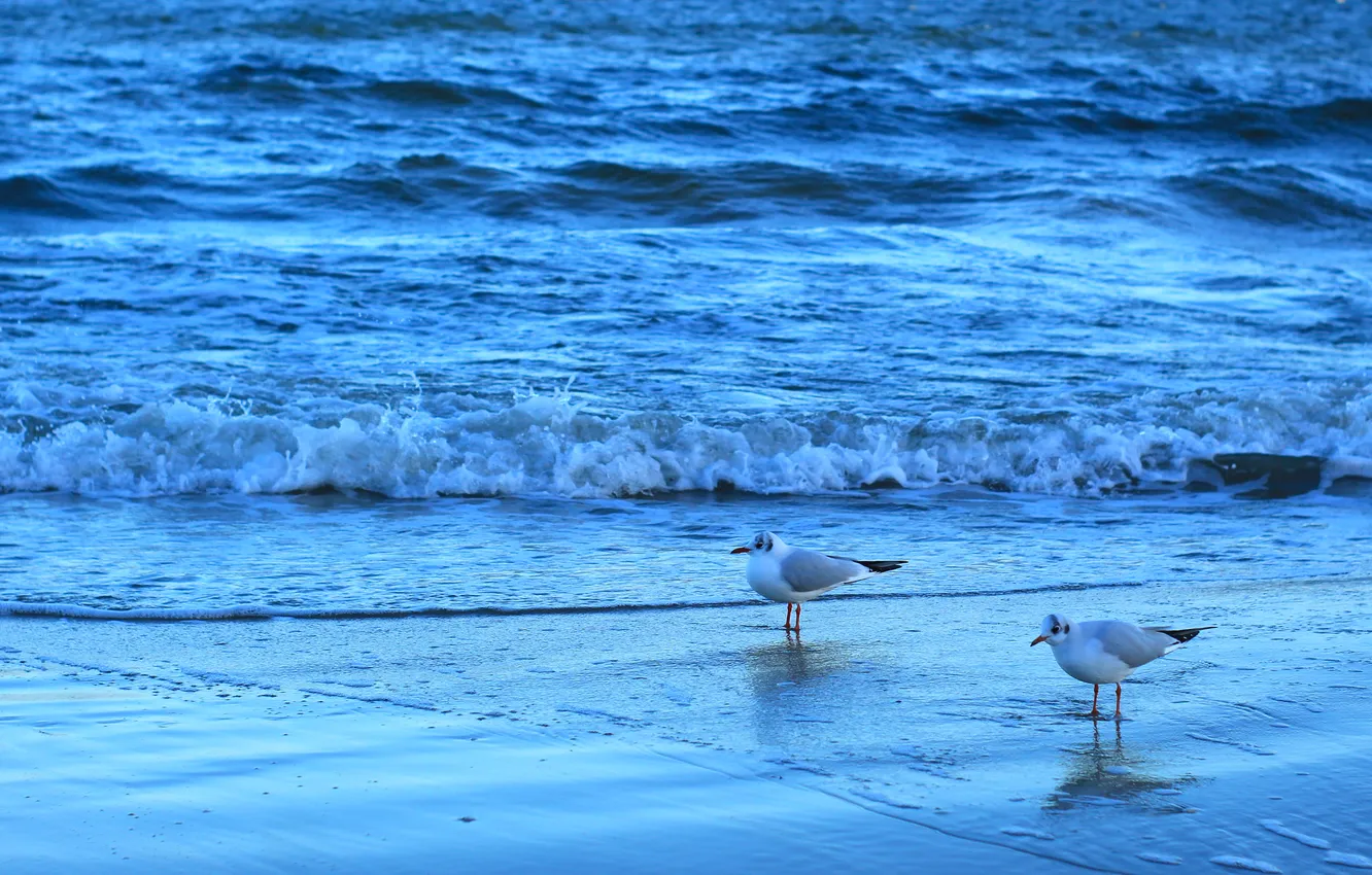 Wallpaper beach, sea, bird for mobile and desktop, section пейзажи ...