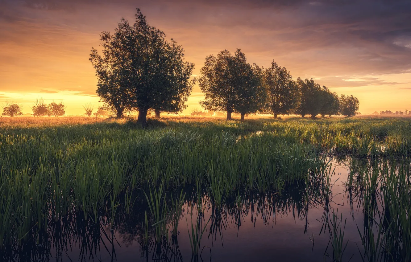 Wallpaper grass, trees, sunset, pond, shore, swamp, the evening, pond ...