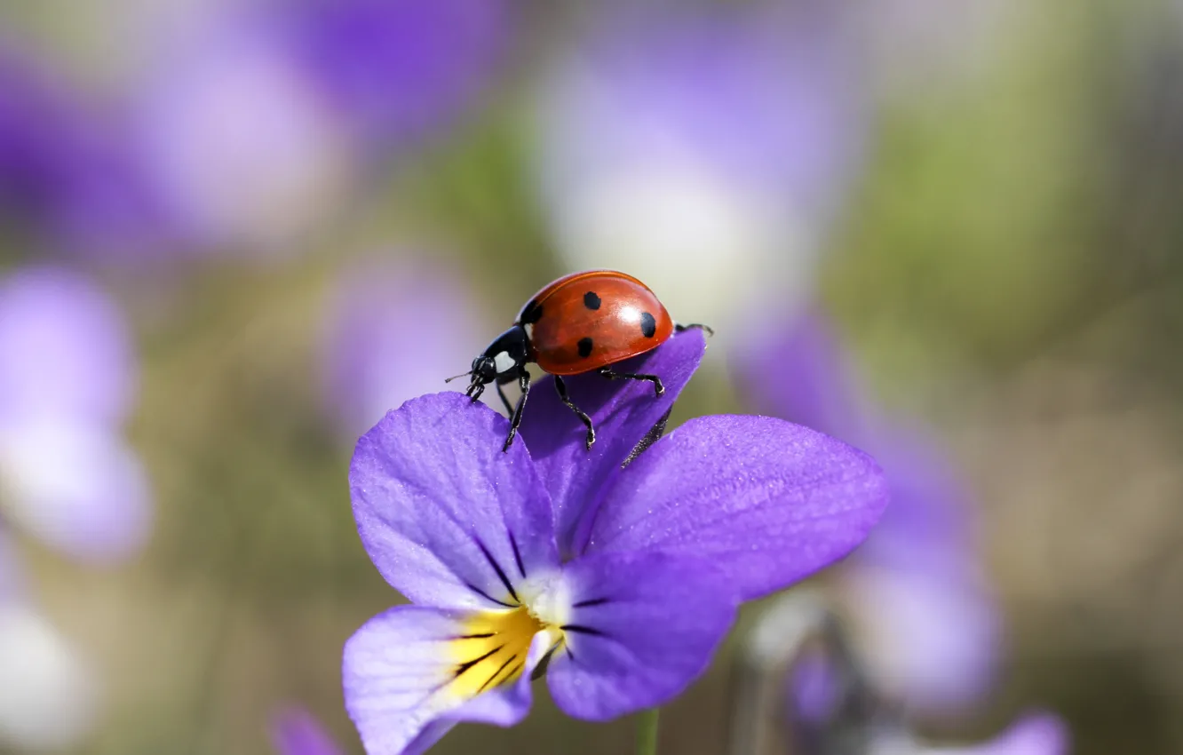 Wallpaper macro, ladybug, insect, violet for mobile and desktop ...