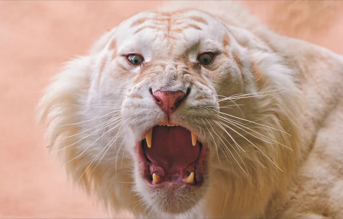 Wallpaper cat, animals, emotions, mouth, fangs, predator for mobile and ...