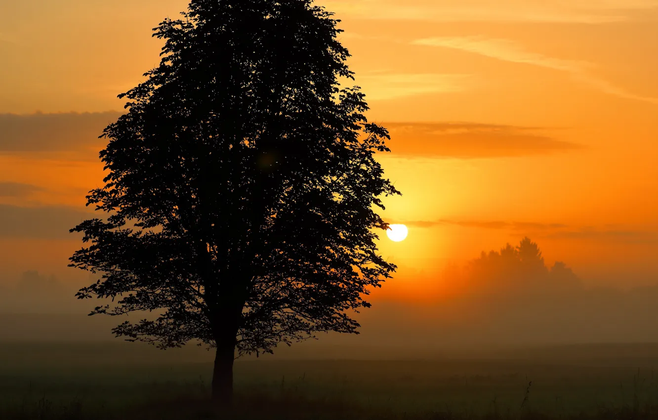 Wallpaper sunset, nature, tree for mobile and desktop, section природа ...