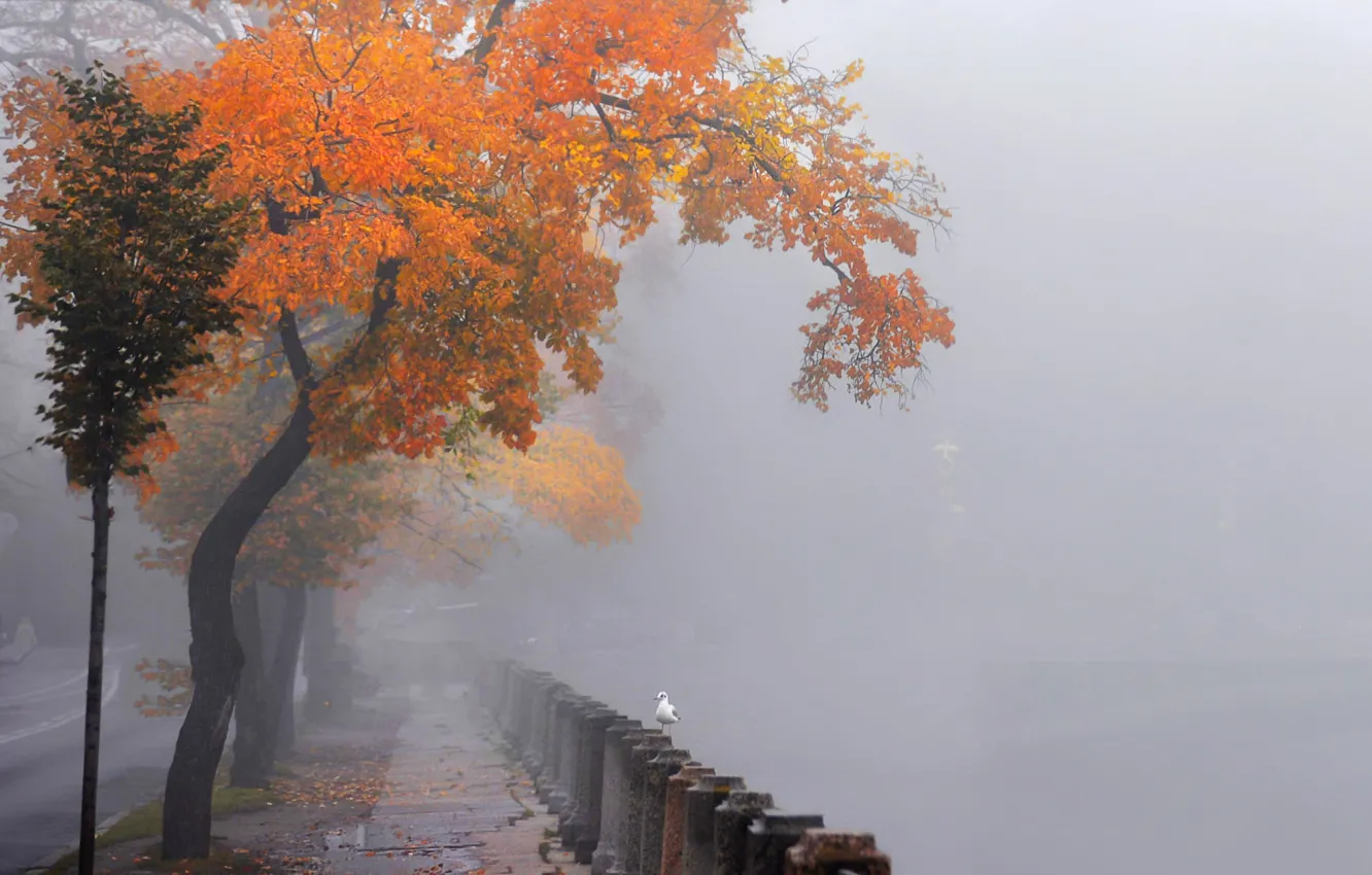 Wallpaper seagulls, Autumn trees, Neva embankment, St. Petersburg, in ...