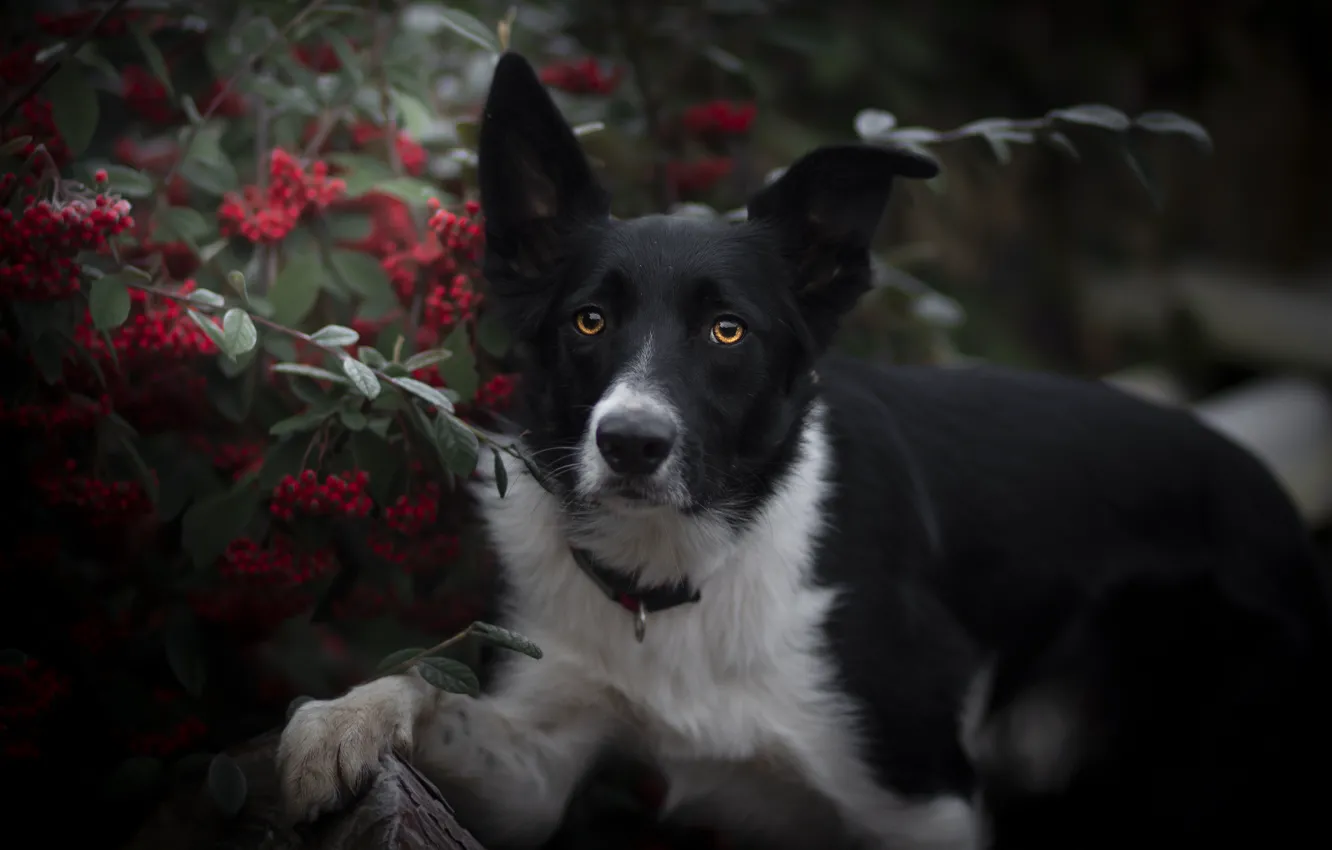 Wallpaper look, dog, Rowan, English for mobile and desktop, section ...