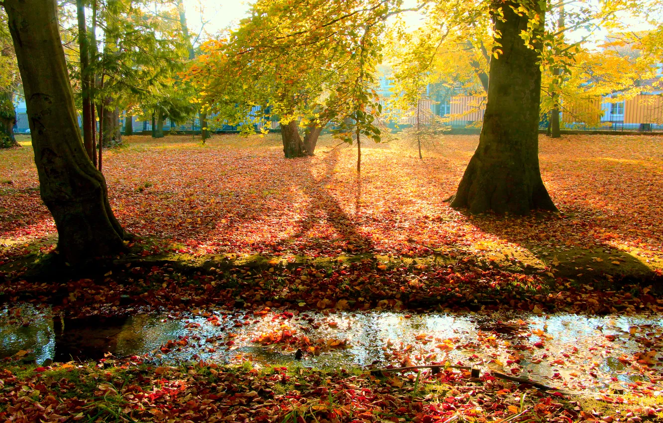 Wallpaper forest, park, autumn, fall for mobile and desktop, section ...