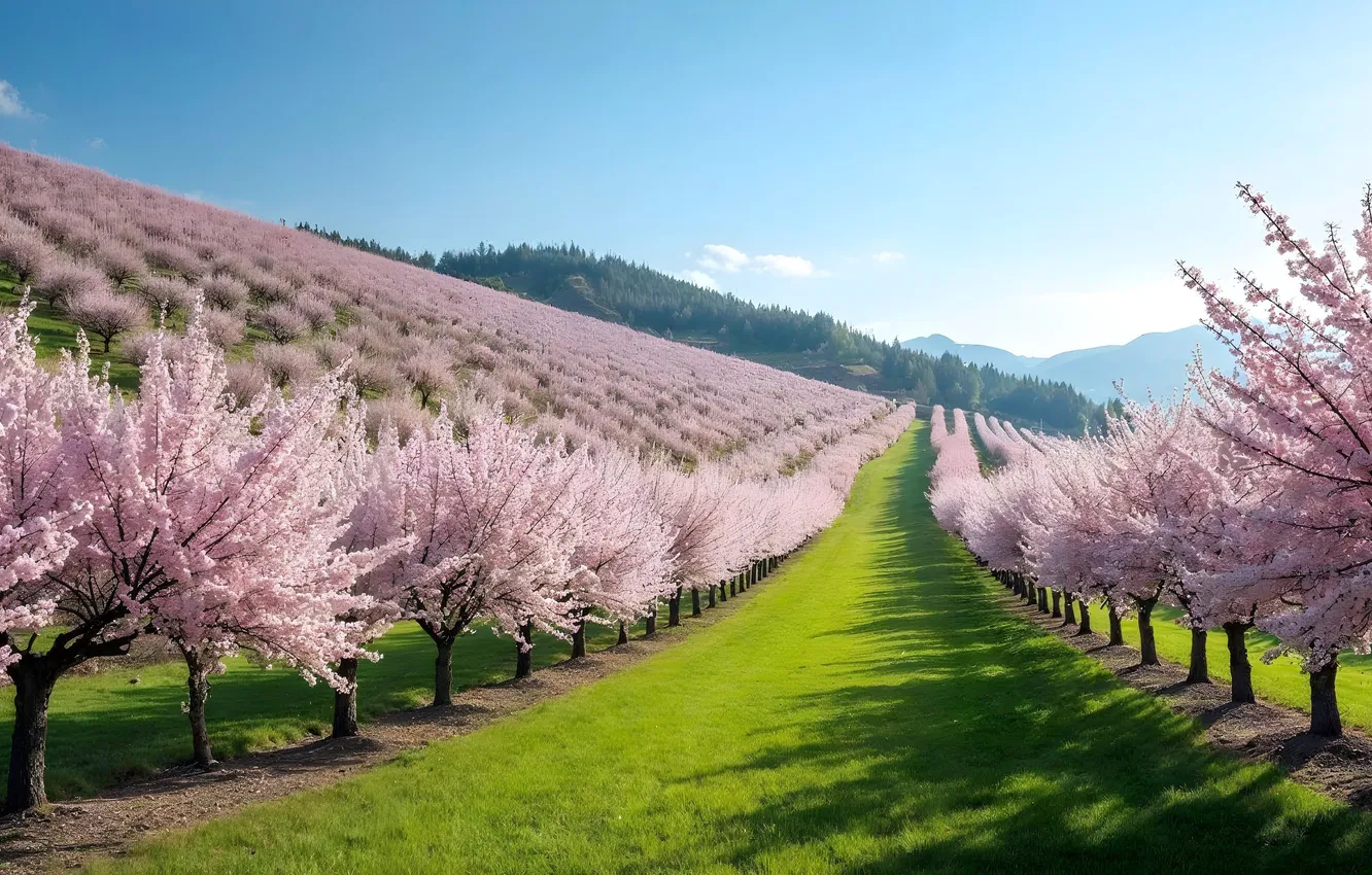 Wallpaper trees, Park, spring, Sakura, alley, flowering, trees, pink ...