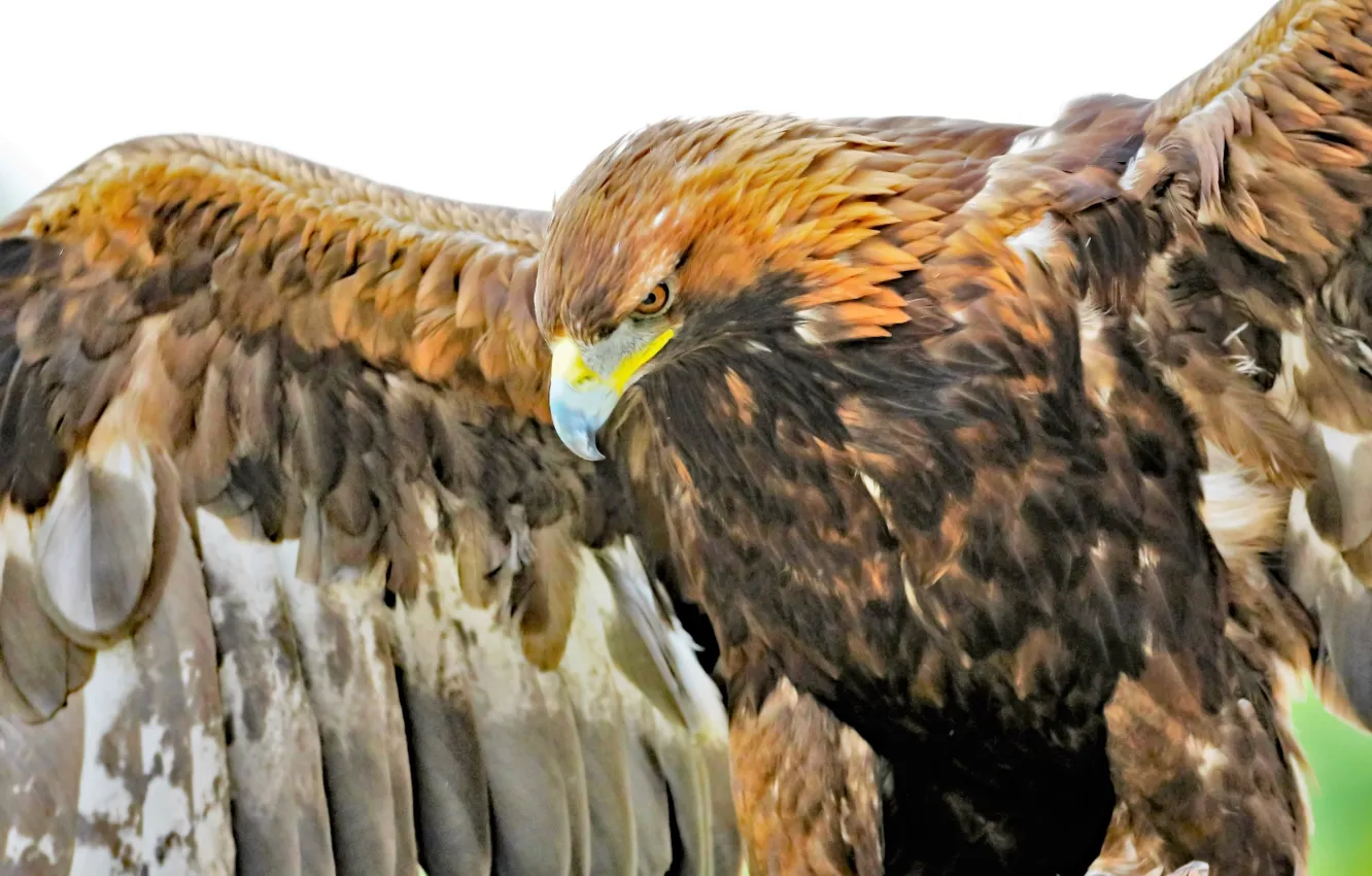 Wallpaper nature, bird, wildlife, golden eagle, close up photo of an ...