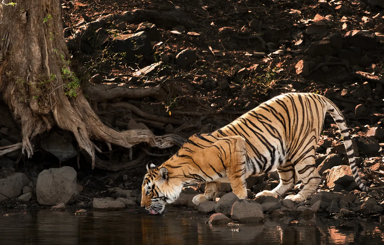 Wallpaper water, nature, tiger, shore, drink, pond for mobile and ...