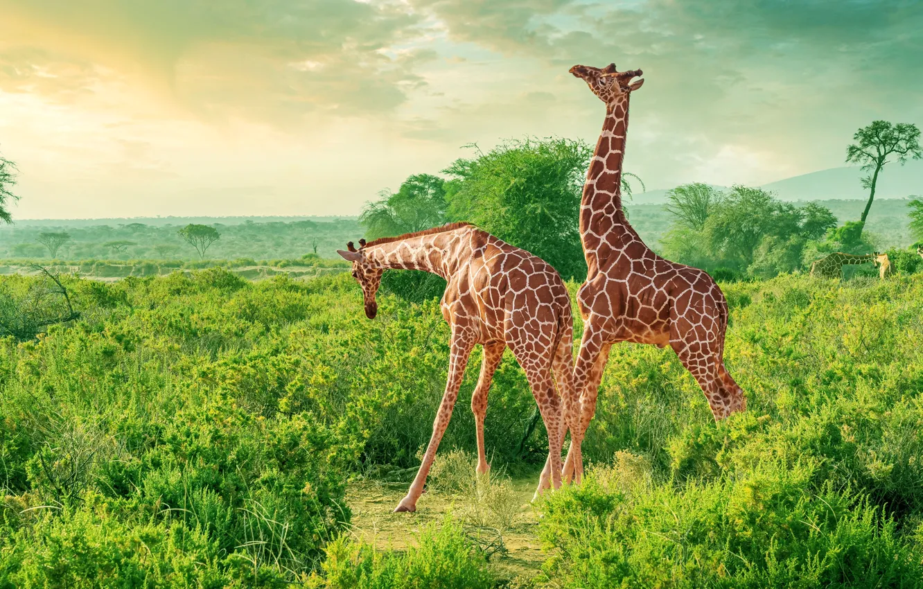 Wallpaper greens, trees, nature, giraffe, pair, giraffes, shrubs for ...