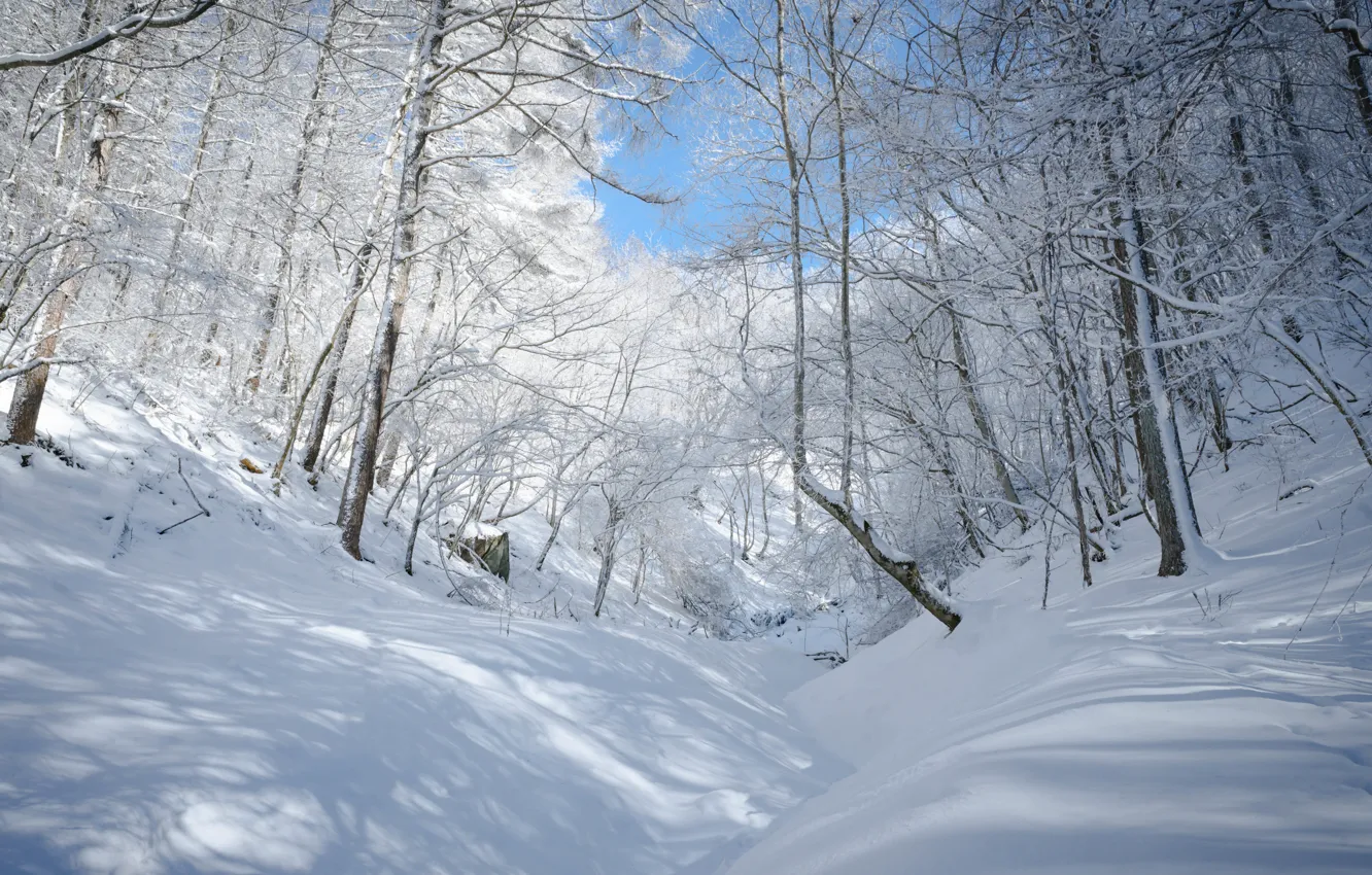Wallpaper winter, frost, forest, the sky, light, snow, trees, branches ...