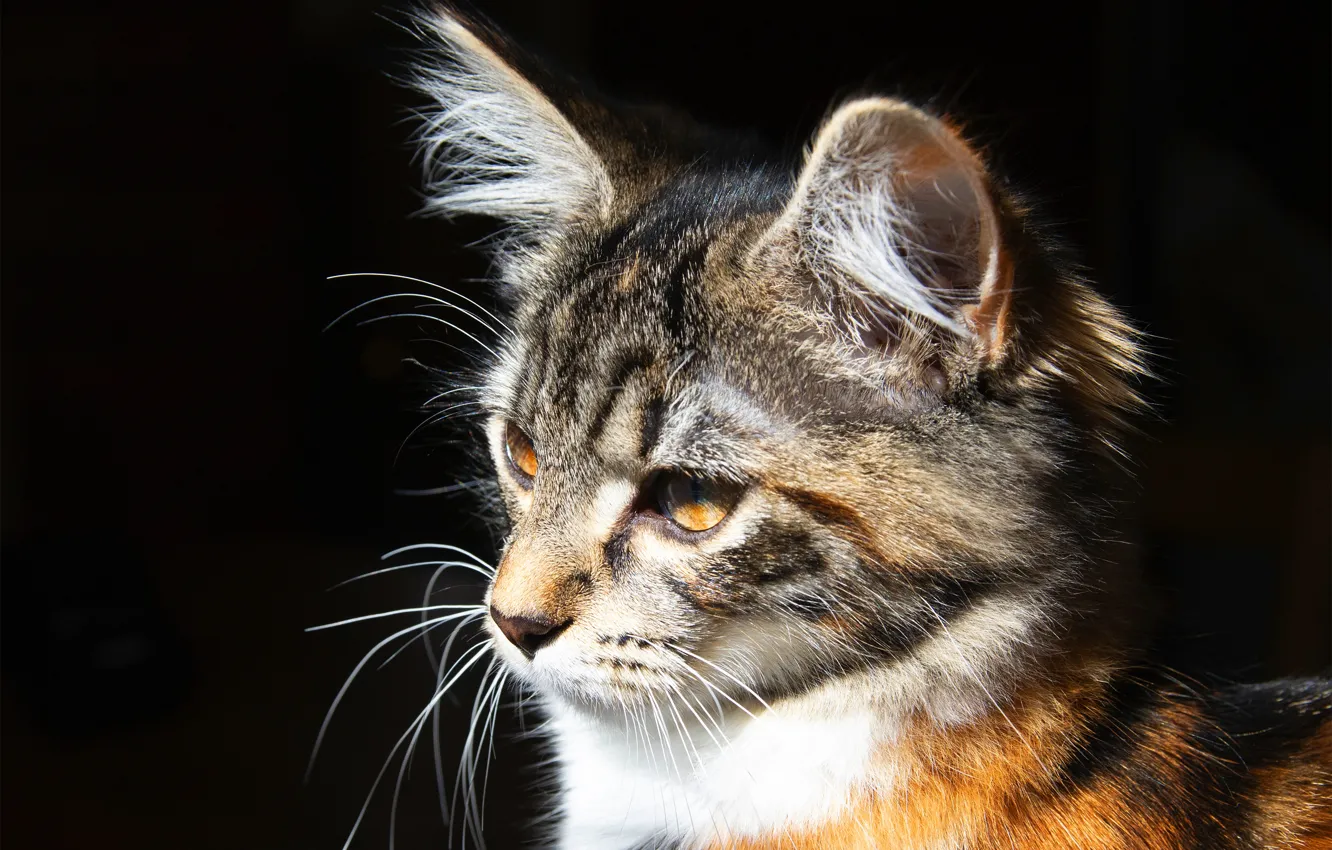 Wallpaper cat, cat, look, pose, face for mobile and desktop, section ...