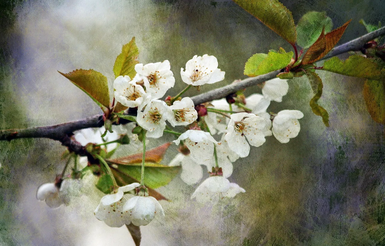 Wallpaper nature, background, branch, style for mobile and desktop ...