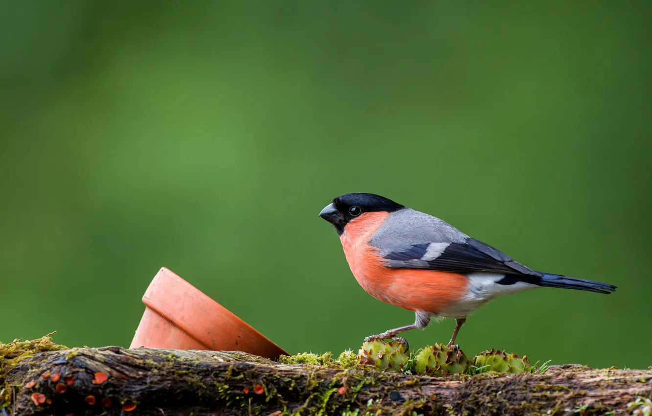 Wallpaper bird, pot, bullfinch, green background for mobile and desktop ...