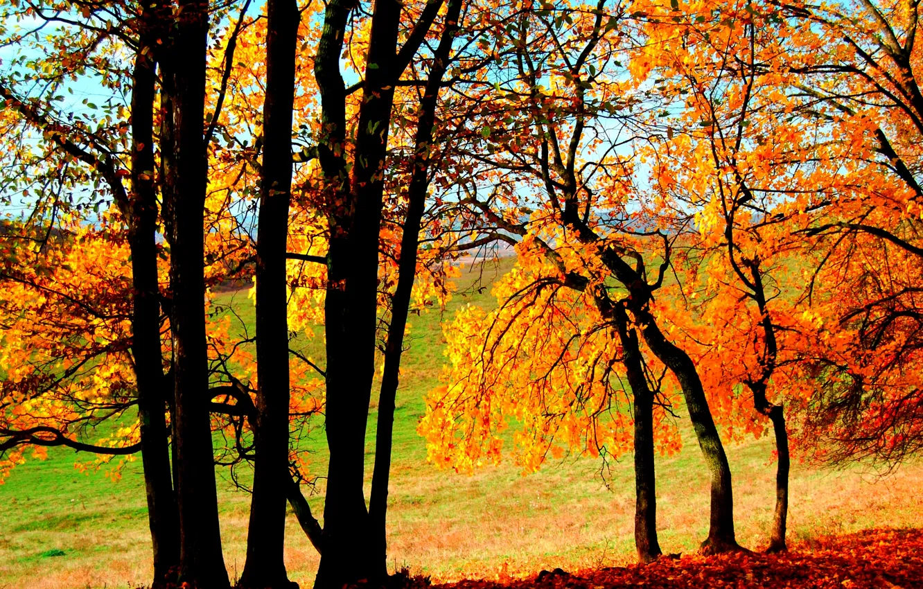 Wallpaper field, autumn, grass, leaves, trees for mobile and desktop ...