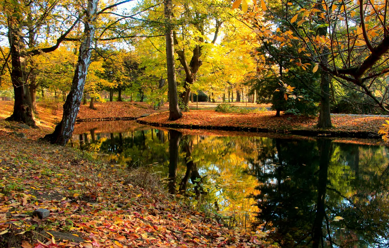 Wallpaper trees, park, autumn, pond, fall for mobile and desktop ...
